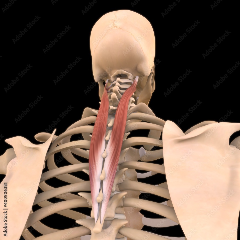 Splenius Cervicis Muscle Anatomy For Medical Concept 3D Illustration ...