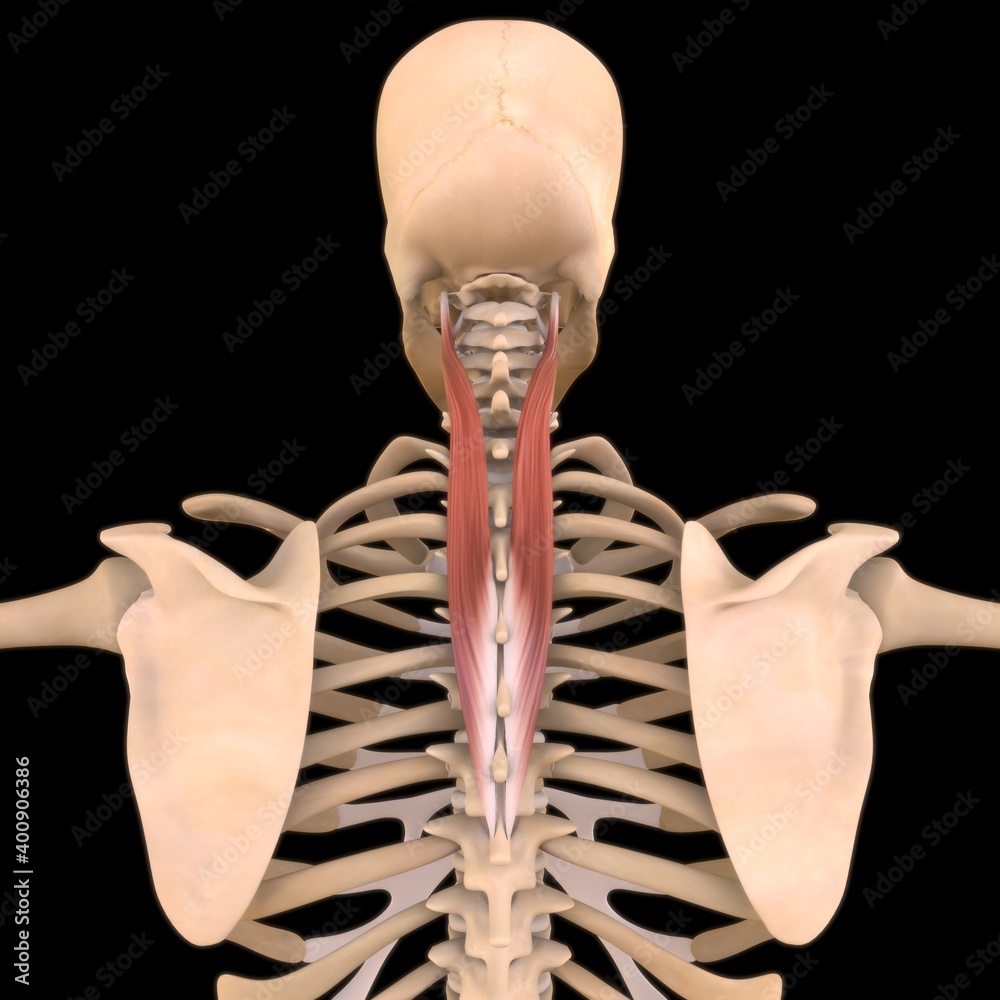 Splenius Cervicis Muscle Anatomy For Medical Concept 3D Illustration ...