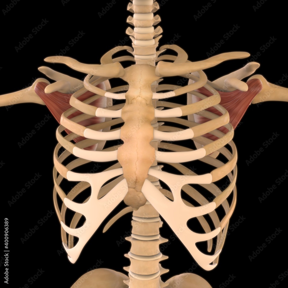 Subscapularis Muscle Anatomy For Medical Concept 3D Illustration Stock ...