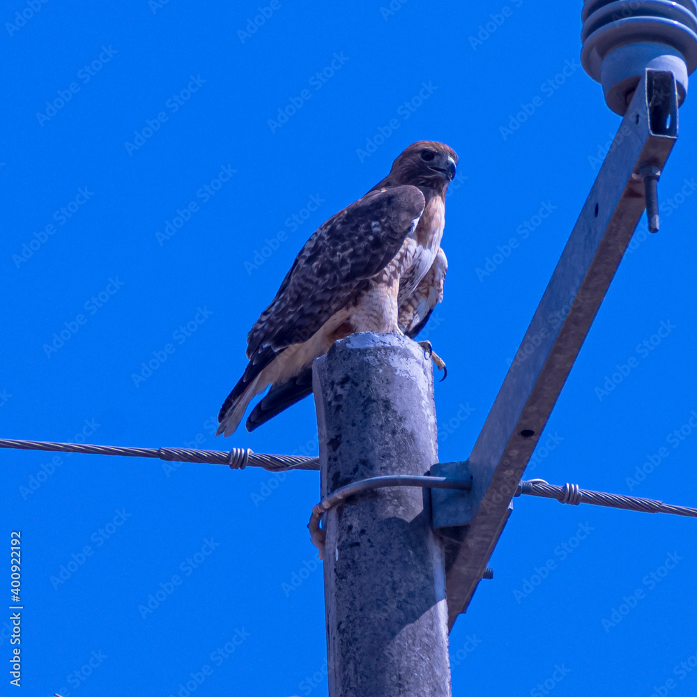 ALCON,AVE,POSTE,CABLE,CIELO,RAPAS,DEPREDADOR, Stock Photo | Adobe Stock