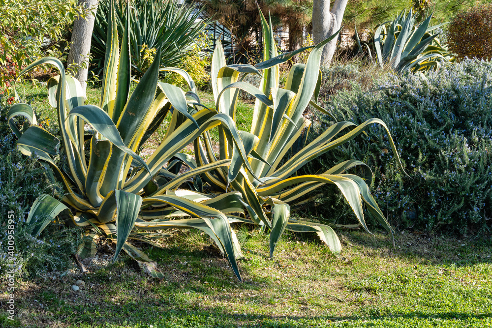American agave (Agave americana) naturally striped on Imeritinskaya ...