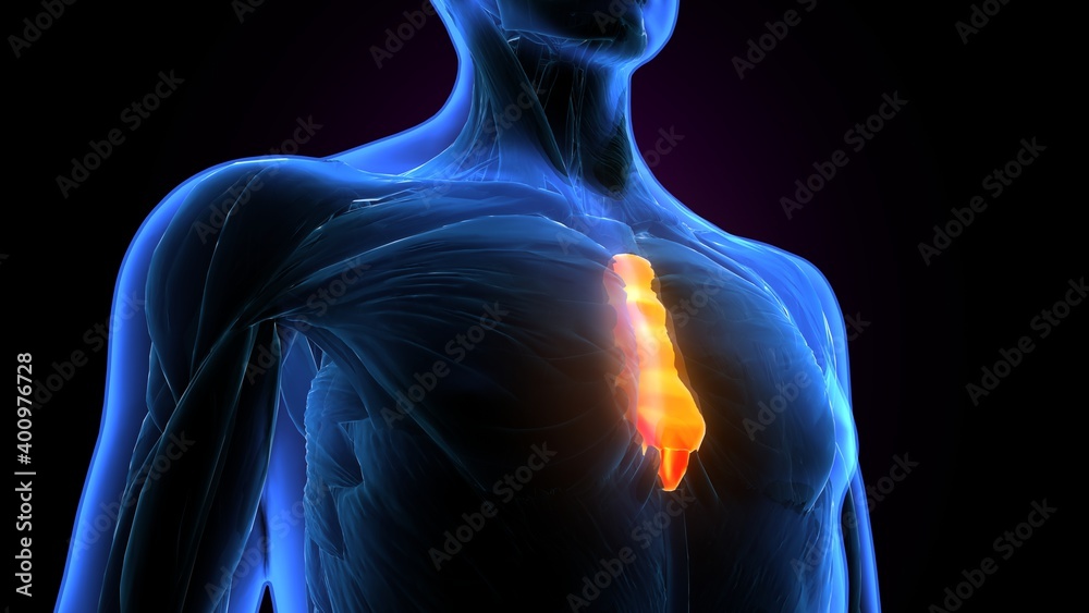 3d illustration of human body sternum bone anatomy Stock Illustration ...