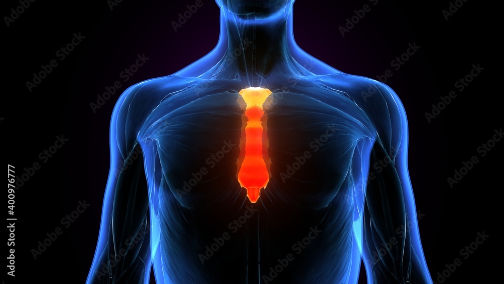 3d illustration of human body sternum bone anatomy Stock Illustration ...