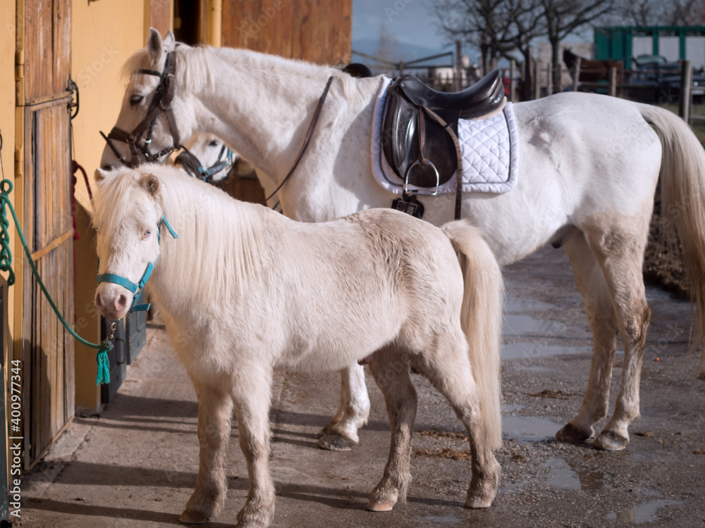 Side view Pony and horses waiting for the pupils at a horse center ...