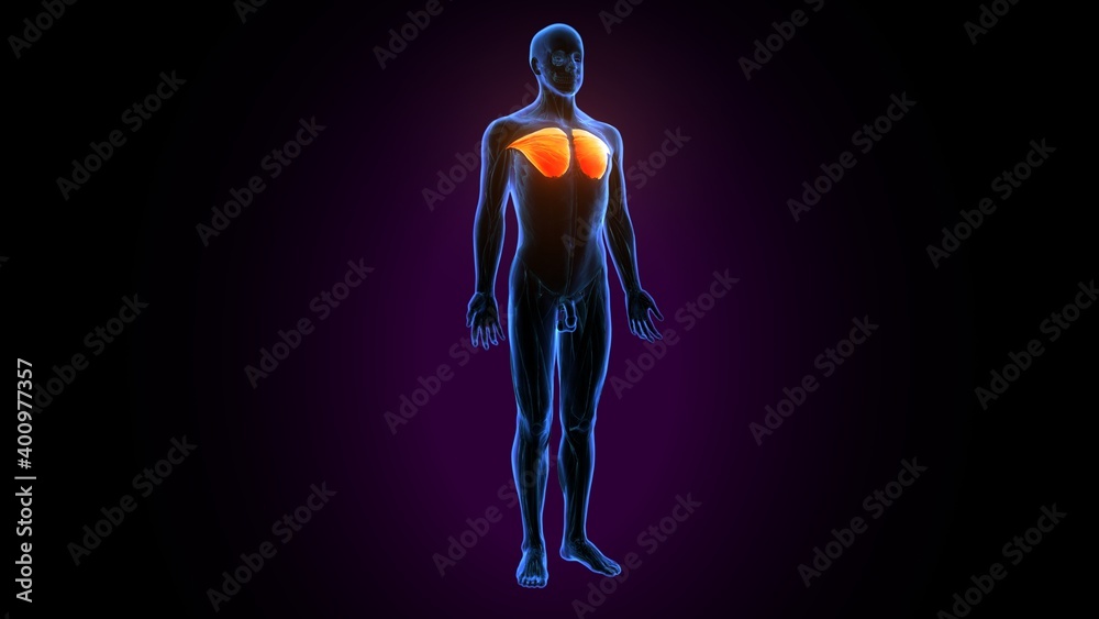 3d illustration of human muscular system torso muscles pectoral muscles ...