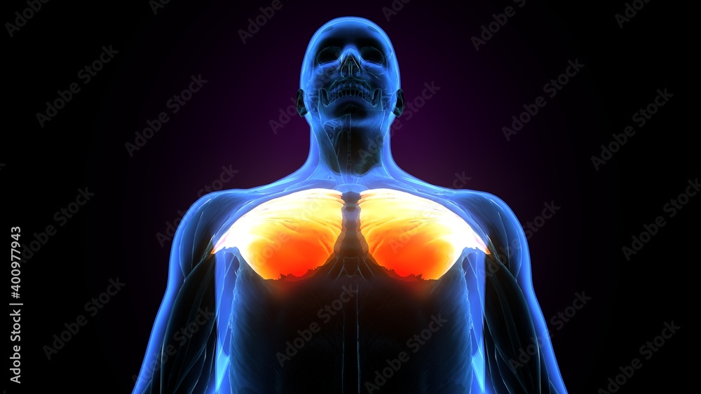 3d illustration of human muscular system torso muscles pectoral muscles ...