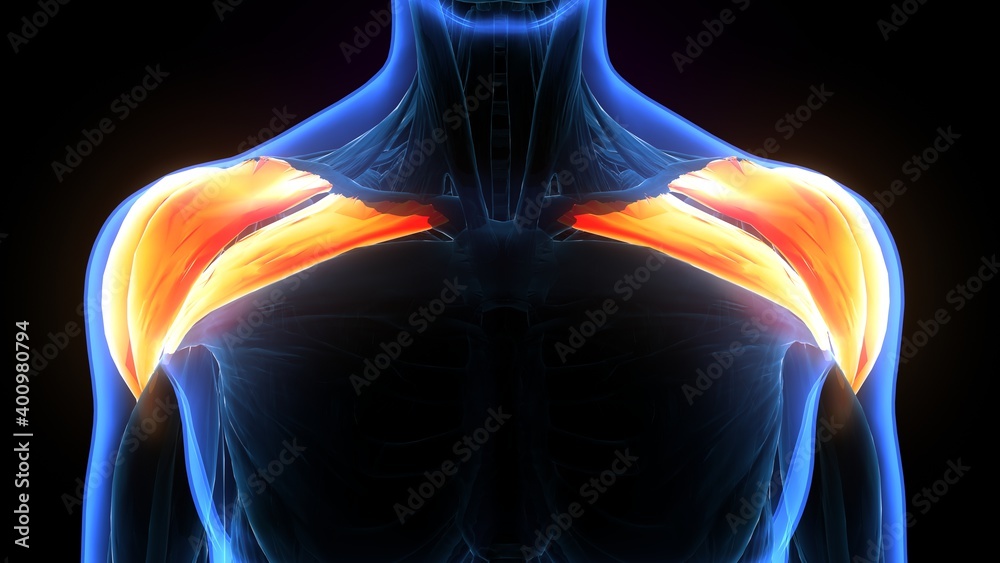 3d rendered of human body muscle deltoid anatomy . Stock Illustration ...