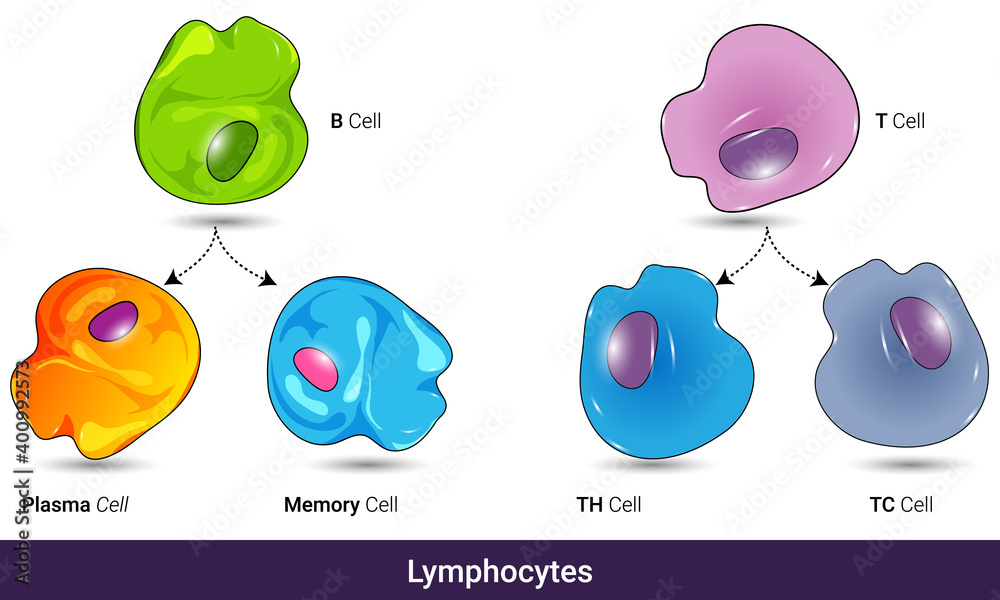 Types Of Lymphocytes And Their Differentiation T Helper Cell Cytotoxic T Cell B Cell Memory
