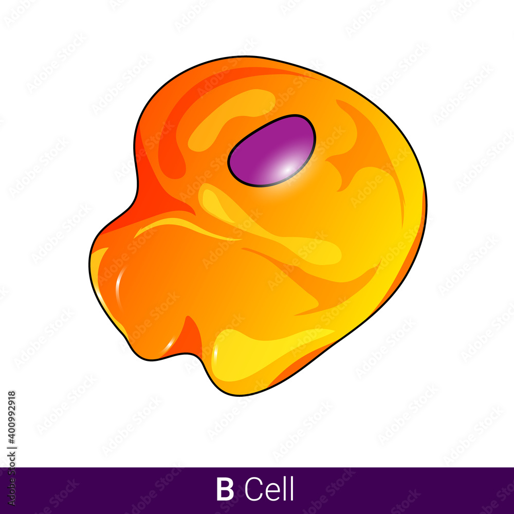 Structure of Human B lymphocyte of immune system vector illustration in ...