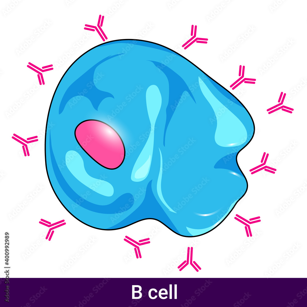 Structure of Human Plasma Cell secreting Antibodies vector illustration ...