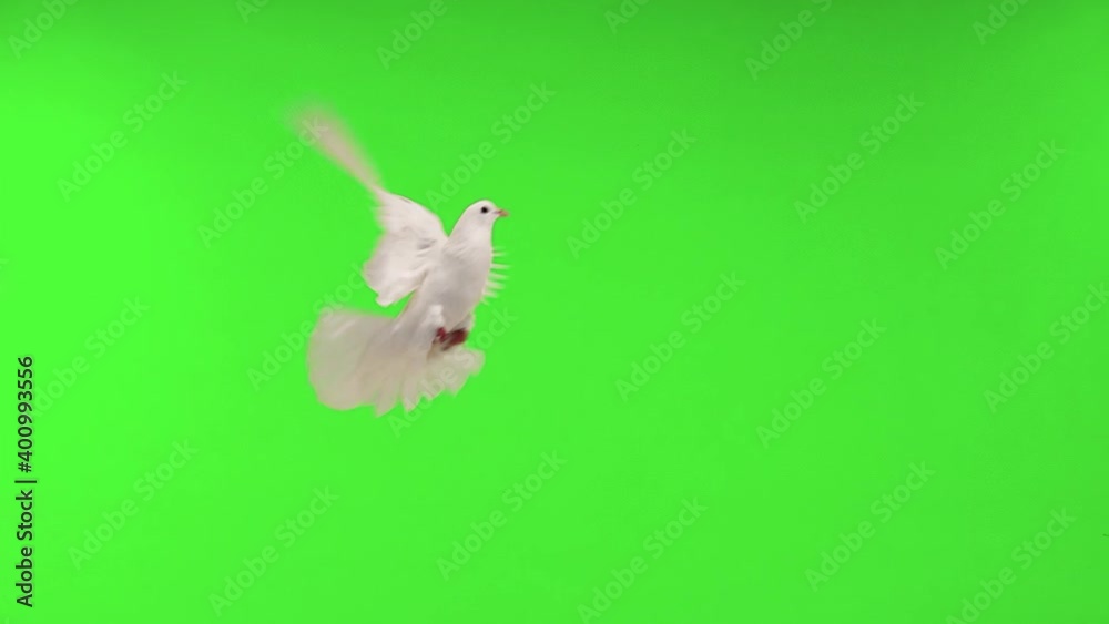 slow motion. white dove symbol of peace flies along the green screen ...