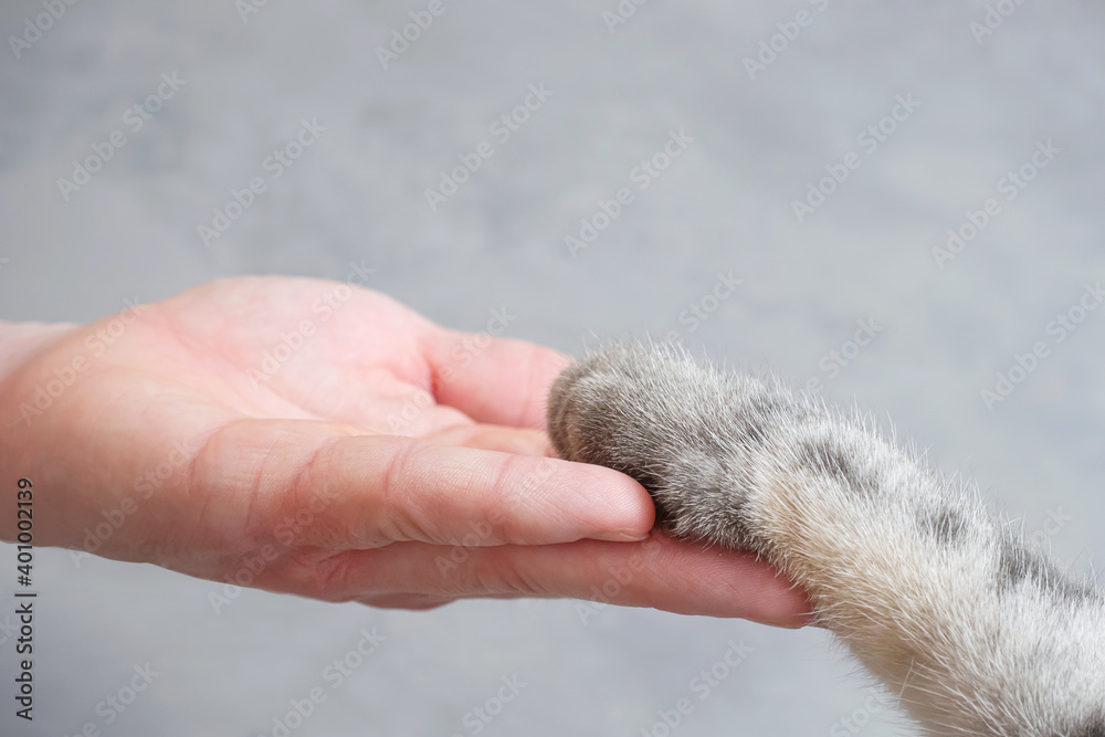 Gray striped cat's paw and human hand on a grey background. The concept ...