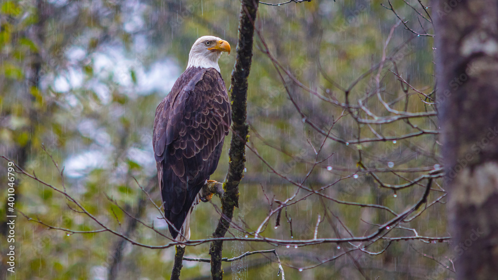 Bald Eagle in British Columbia CANADA Stock Photo | Adobe Stock