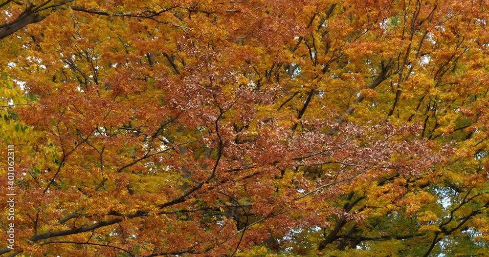 Japanese zelkova known as Japanese elm or keyaki and Maclura pomifera ...