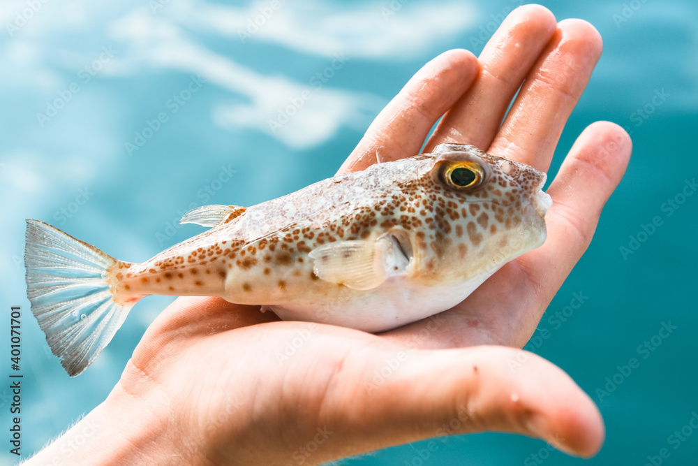 Poisonous puffer Fugu fish is lying on the palm of hand, Gulf of ...