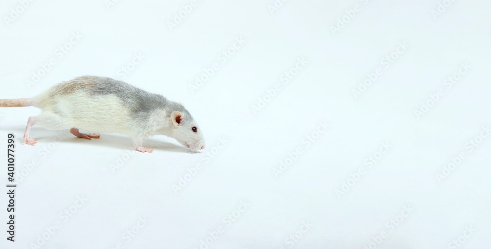 Rat on the floor. Cute Little Rat on The Floor. Zoophobia, Pets ...