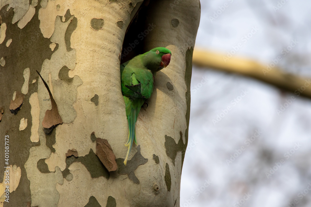 großer Alexandersittich Melatenfriedhof Köln Stock Photo | Adobe Stock
