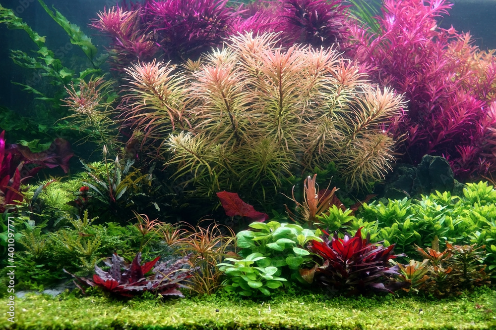 Colorful aquatic plants in aquarium tank with Dutch style aquascaping ...
