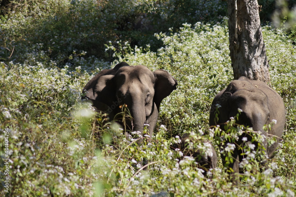 Elephants in wayanad wildlife santuary in wayanad, Kerala, India ...