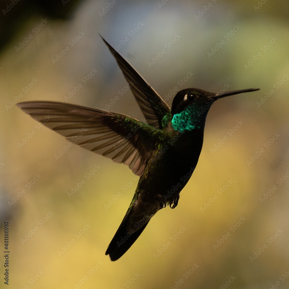 Colibrí Stock Photo | Adobe Stock