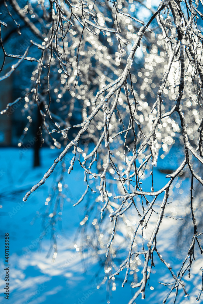 Ice Covered Tree Branches