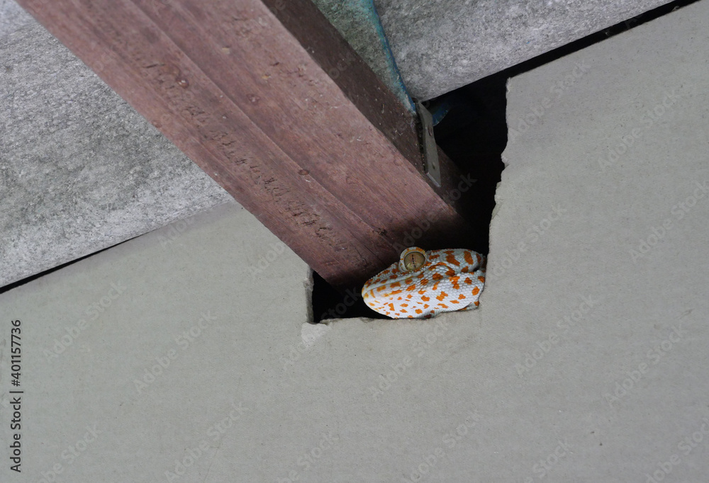 Tokay gecko pops out of the hiding place under the roof, Many orange ...
