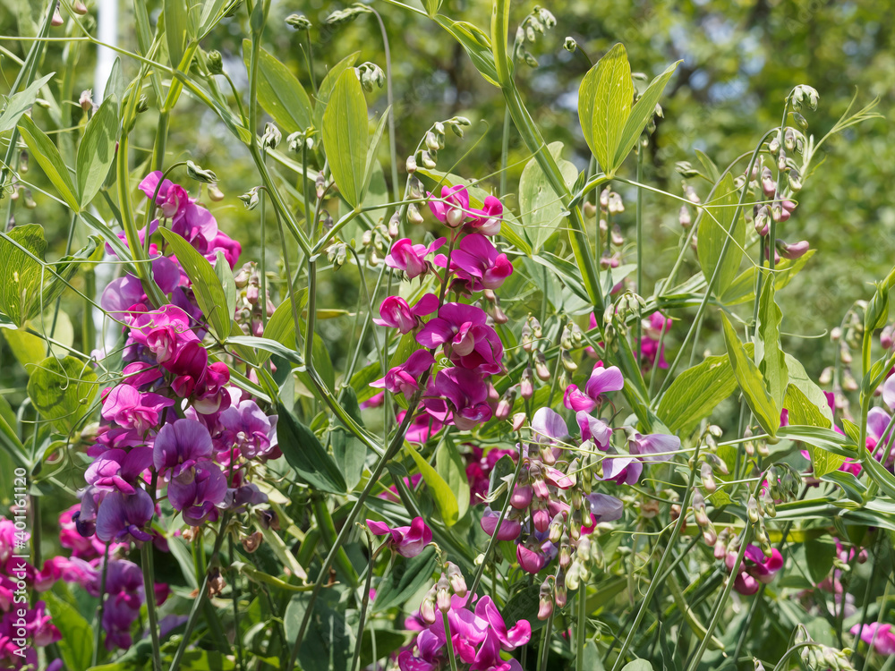 (Lathyrus latifolius) Plante grimpante, Pois vivace aux fleurs ...