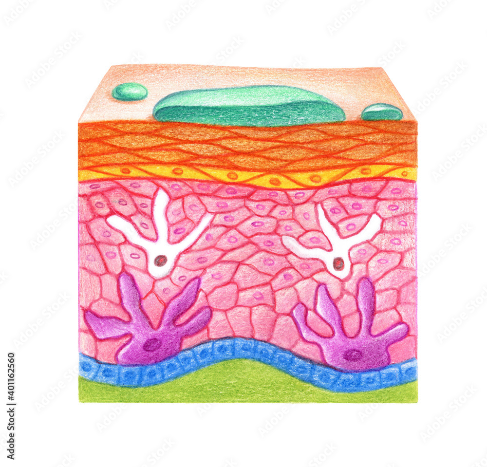 Human skin structure. Structure of skin on white background Stock ...