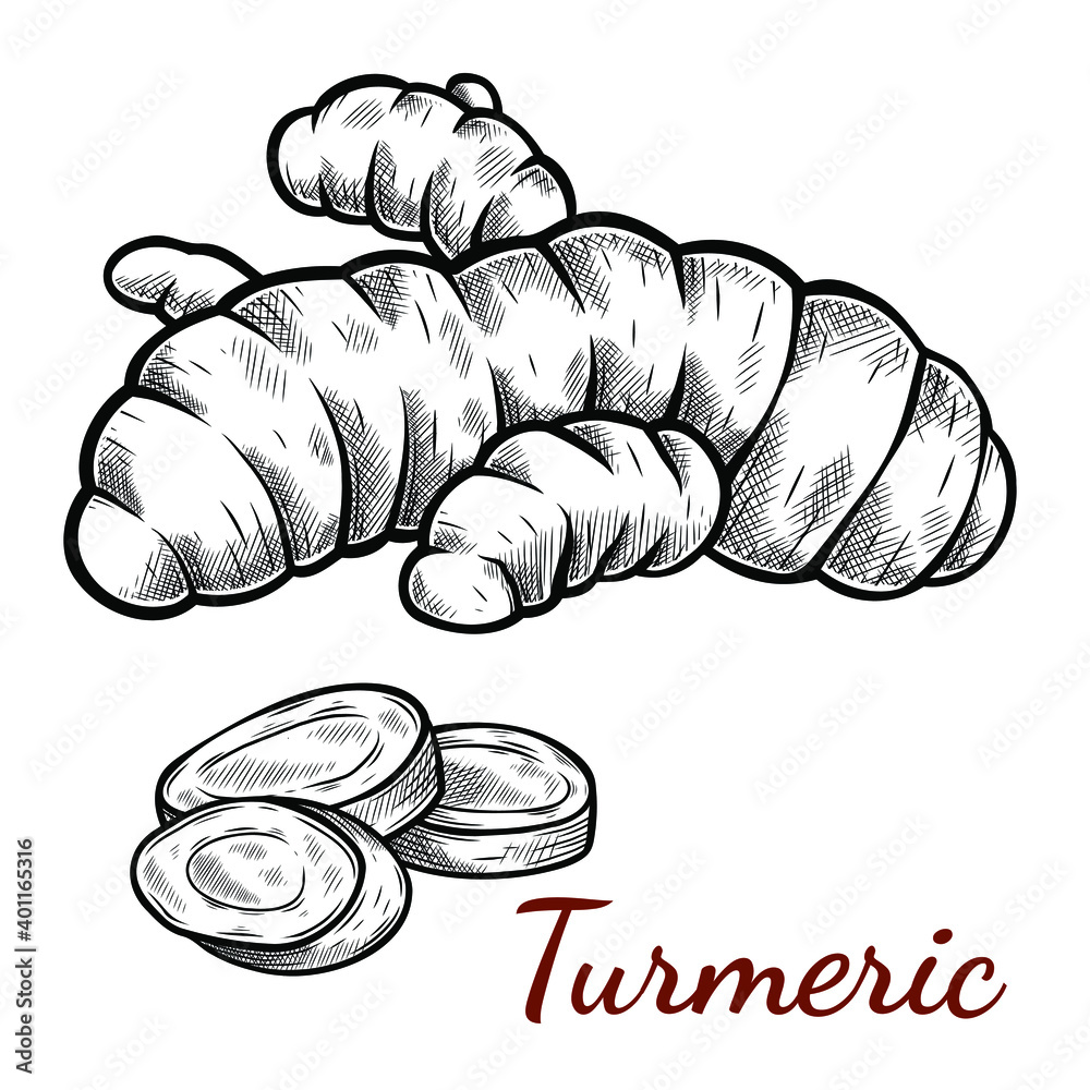 Vecteur Stock Vector sketch illustration of turmeric root set drawing ...