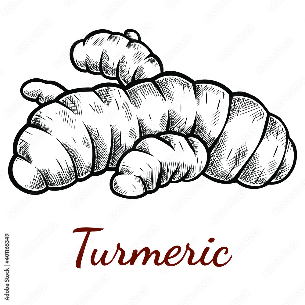 Vector sketch illustration of turmeric root set drawing isolated on ...
