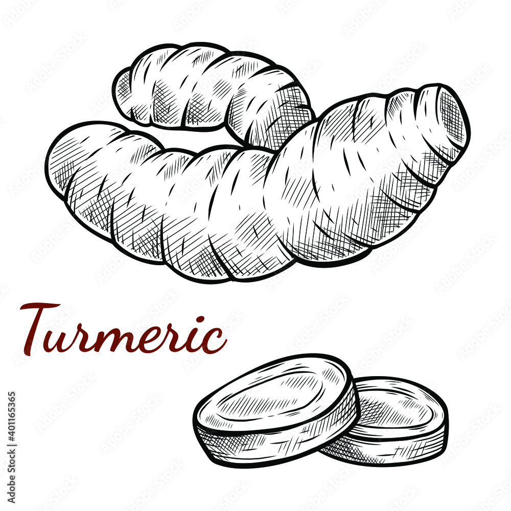 Vector sketch illustration of turmeric root set drawing isolated on ...