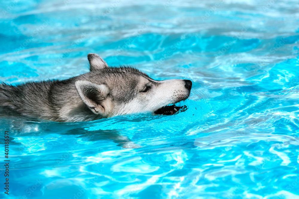 A young Siberian Husky female dog with blue eyes is swimming in a pool ...