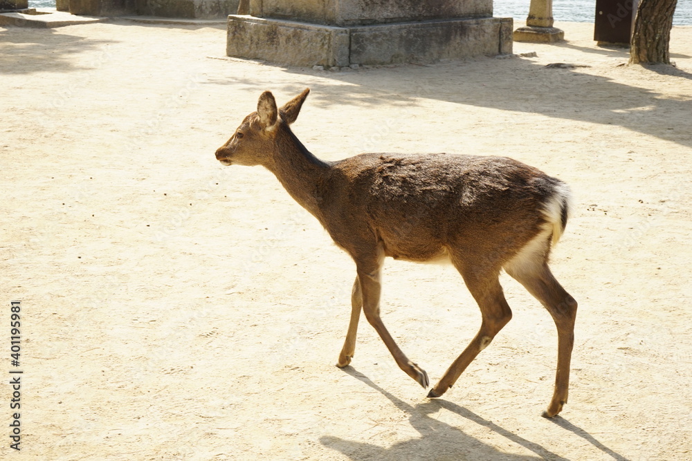 Deer at Itsukushima Shrine, Miyajima island, in Hiroshima, Japan - 日本 ...