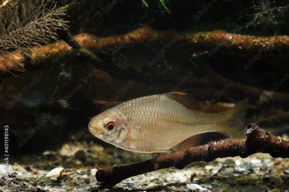 beautiful adult female of gudgeon or bitterling dwarf fish in spawning ...