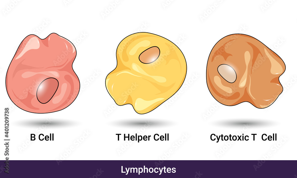 Types of Lymphoid cells or lymphocytes. B cell, t helper and cytotoxic ...