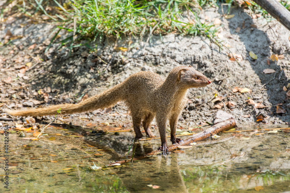 A gray Indian mongoose standing and staying alert in the lakeside of ...
