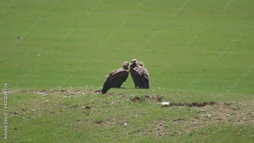 Free wild vulture in natural environment habitat.Black monk Eurasian ...