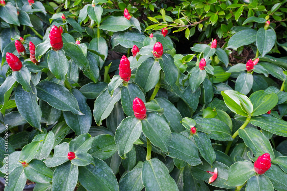 Costus woodsonii is called red button ginger, French kiss, dwarf cone ...