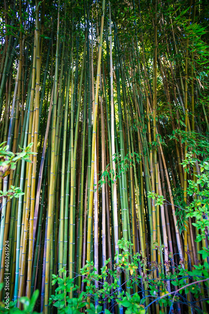Lanscape of bamboo tree in tropical rainforest Stock Photo | Adobe Stock
