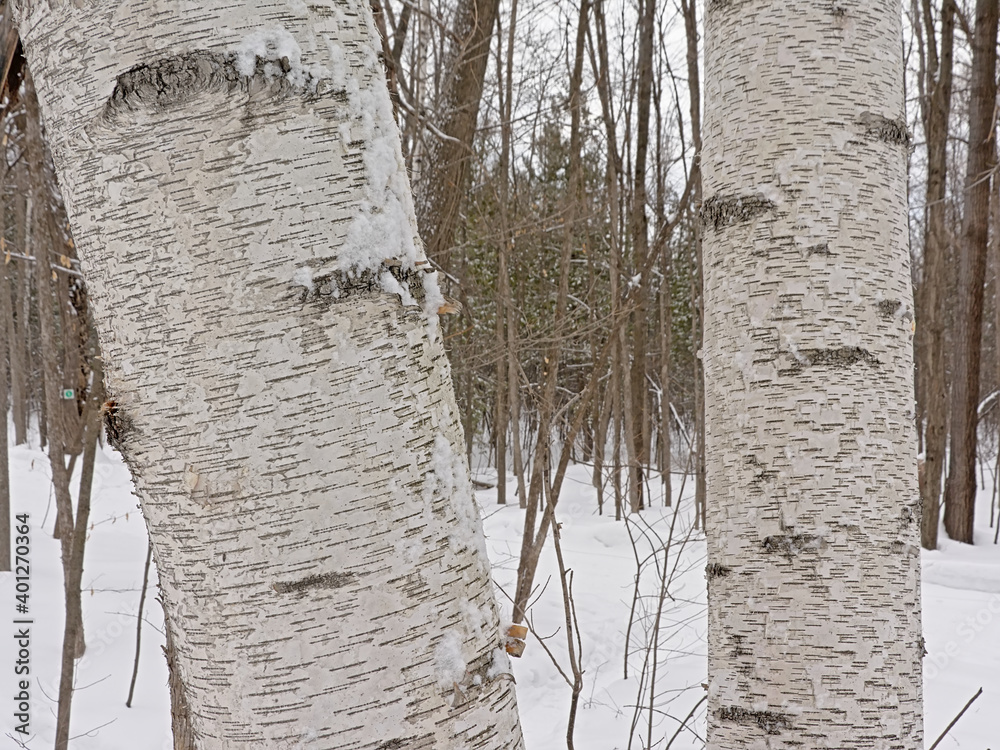 Poster Silver birch tree trunks, forest detail - Betula pendula – Wall ...