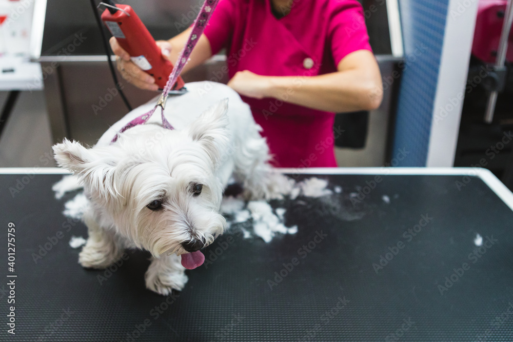 From above of crop female groomer in eyeglasses and uniform using ...
