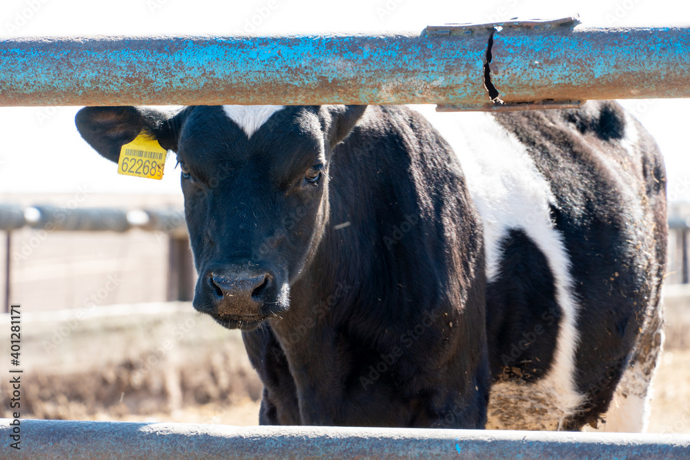 Foto de Livestock farm. Cows with sad faces stand in a dirty locked ...