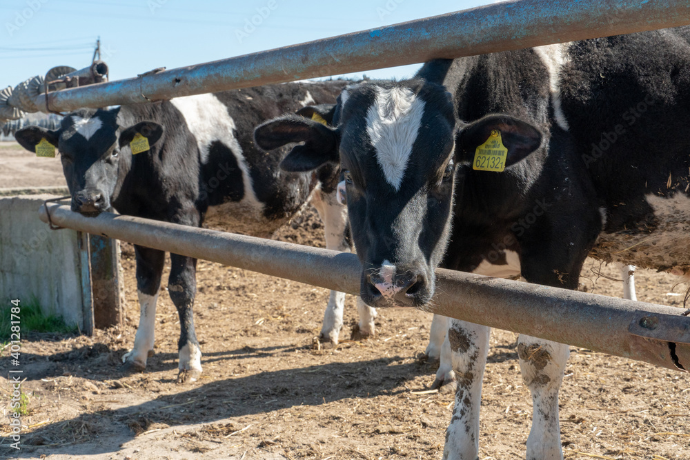Livestock farm. Cows with sad faces stand in a dirty locked paddock ...