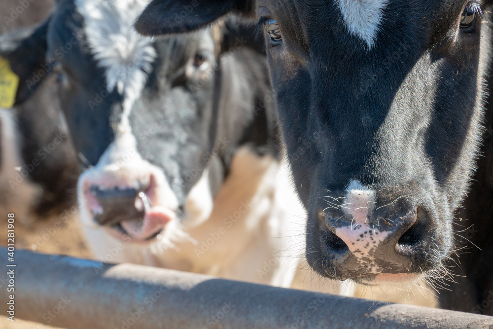 Sad Cow Face