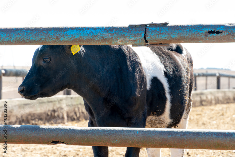 Livestock farm. Cows with sad faces stand in a dirty locked paddock ...