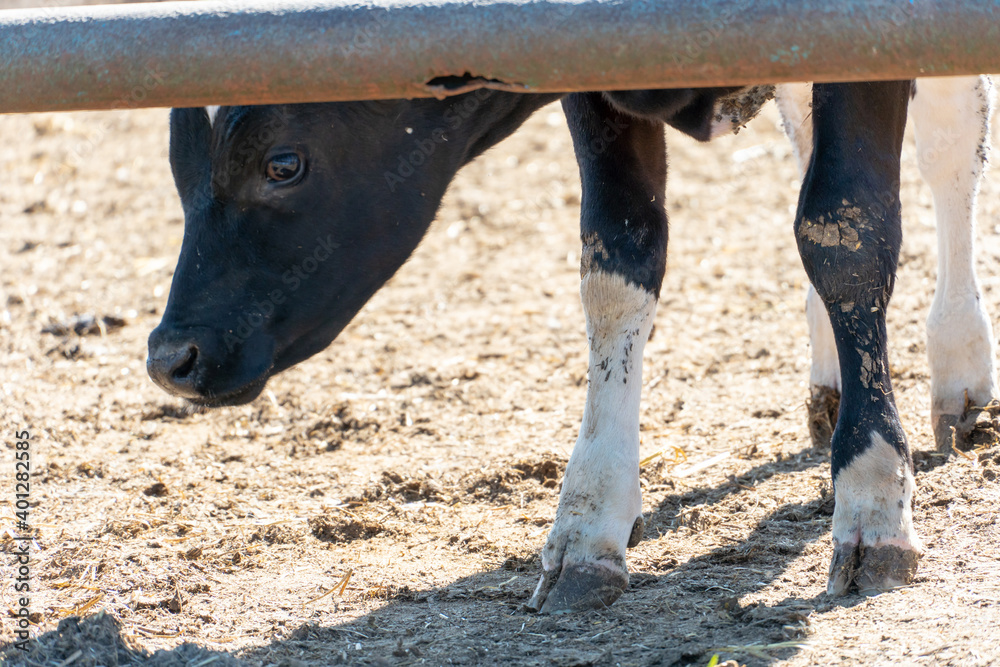 Livestock farm. Cows with sad faces stand in a dirty locked paddock ...
