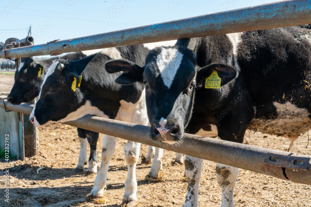 Livestock farm. Cows with sad faces stand in a dirty locked paddock ...