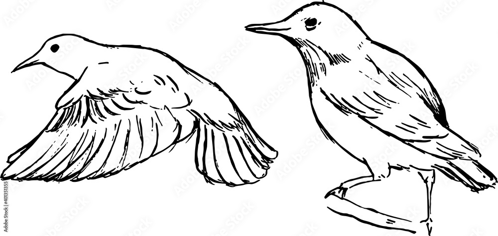 Starling bird ink illustration. Ink drawings of animals and nature ...