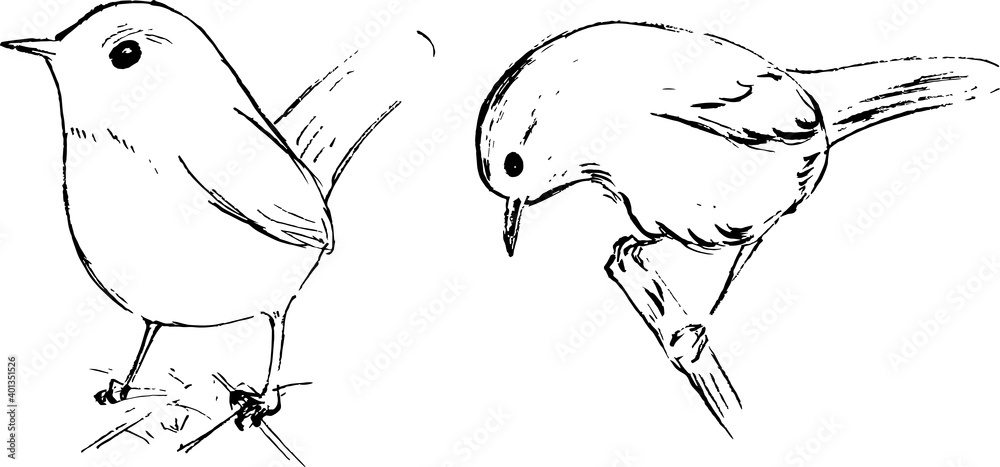 Wren ink illustrations. Bird drawings in black and white. Monochrome ...