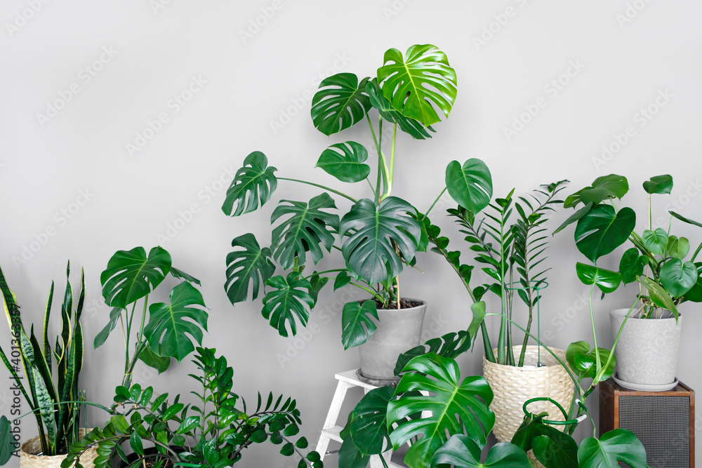 Many modern green plants with various pots in room. Modern home garden ...